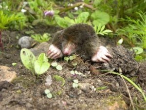 Mole - Let's Go Wild