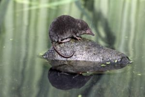 Water Shrew - Let's Go Wild